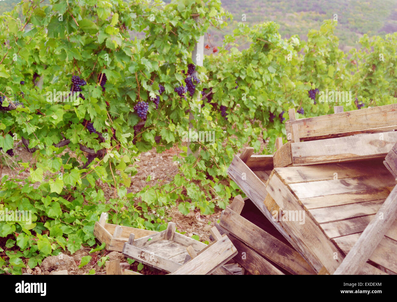 Empty boxes for grapes beside the rows of vines Stock Photo - Alamy