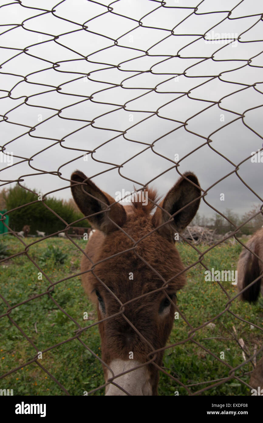Donkey mesh wire Rome Italy Stock Photo - Alamy