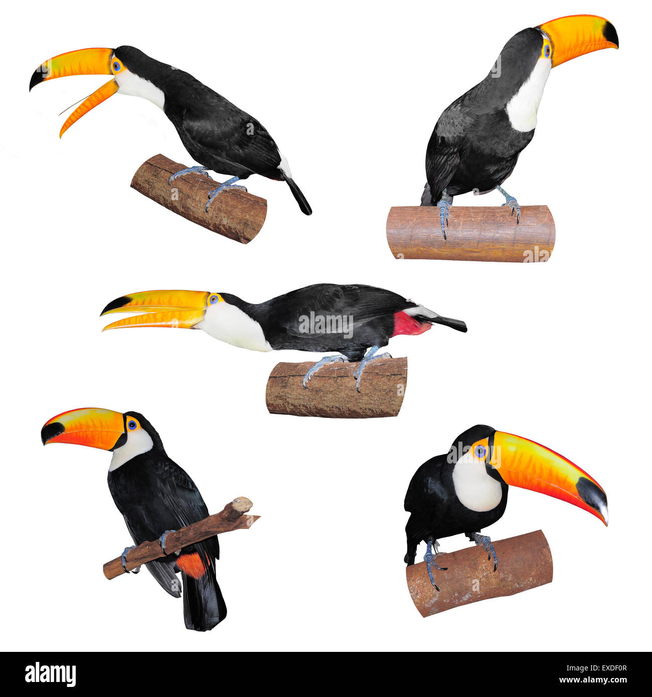 Amazon fauna set Cut Out Stock Images & Pictures - Alamy