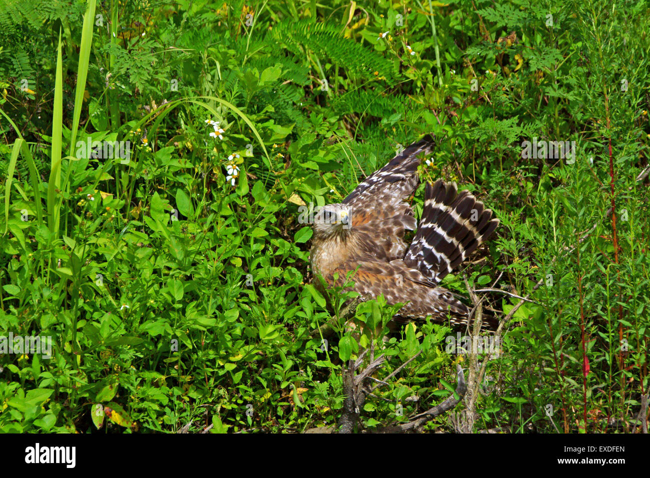 Hawk in Florida swamp Stock Photo - Alamy