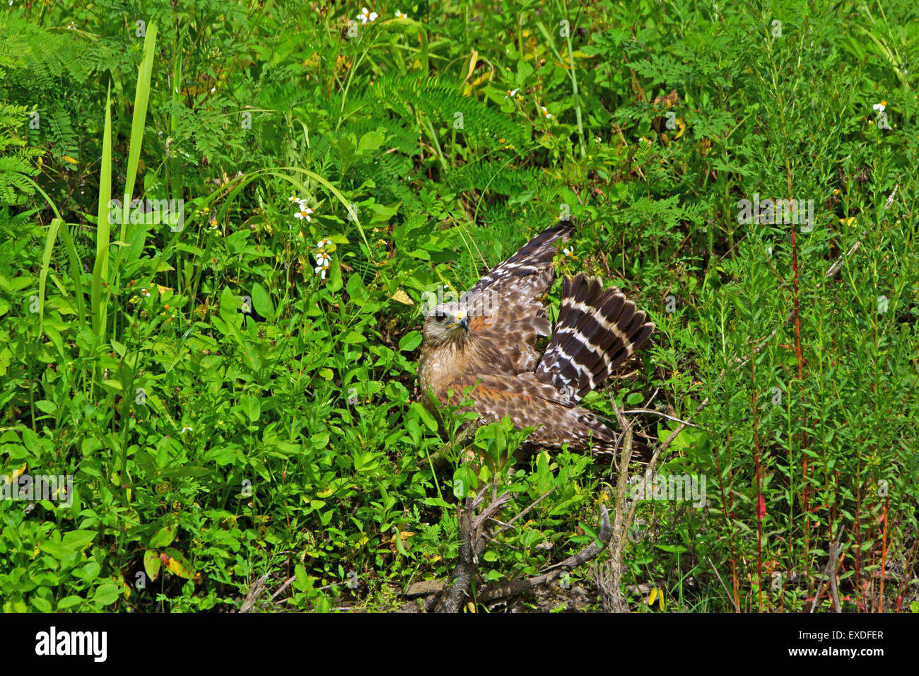 Hawk in Florida swamp Stock Photo - Alamy