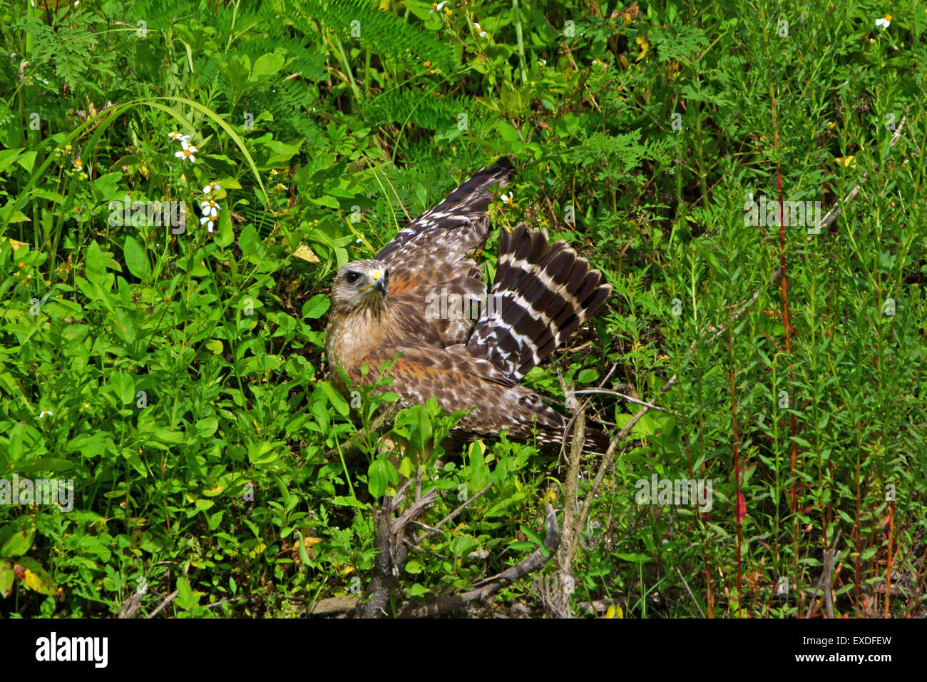 Hawk in Florida swamp Stock Photo - Alamy