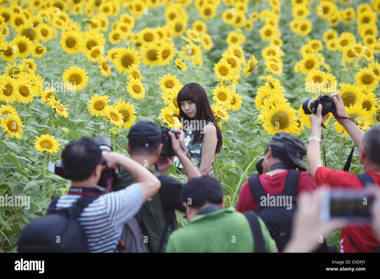 Beijing, China. 12th July, 2015. Visitors take photos of sunflowers in ...