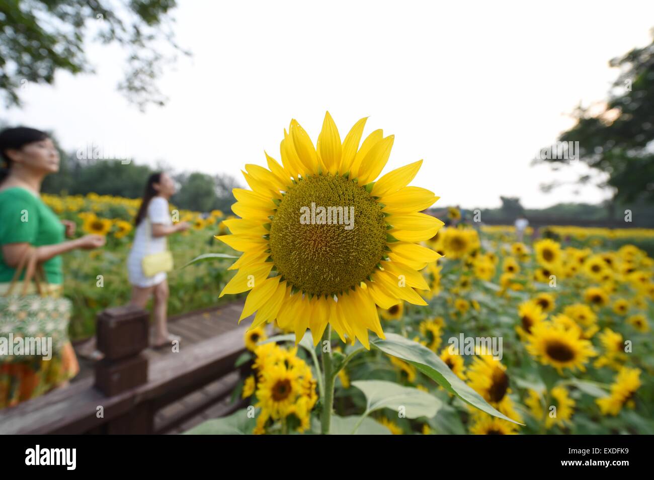 Beijing, China. 12th July, 2015. Visitors walk through sunflowers in ...