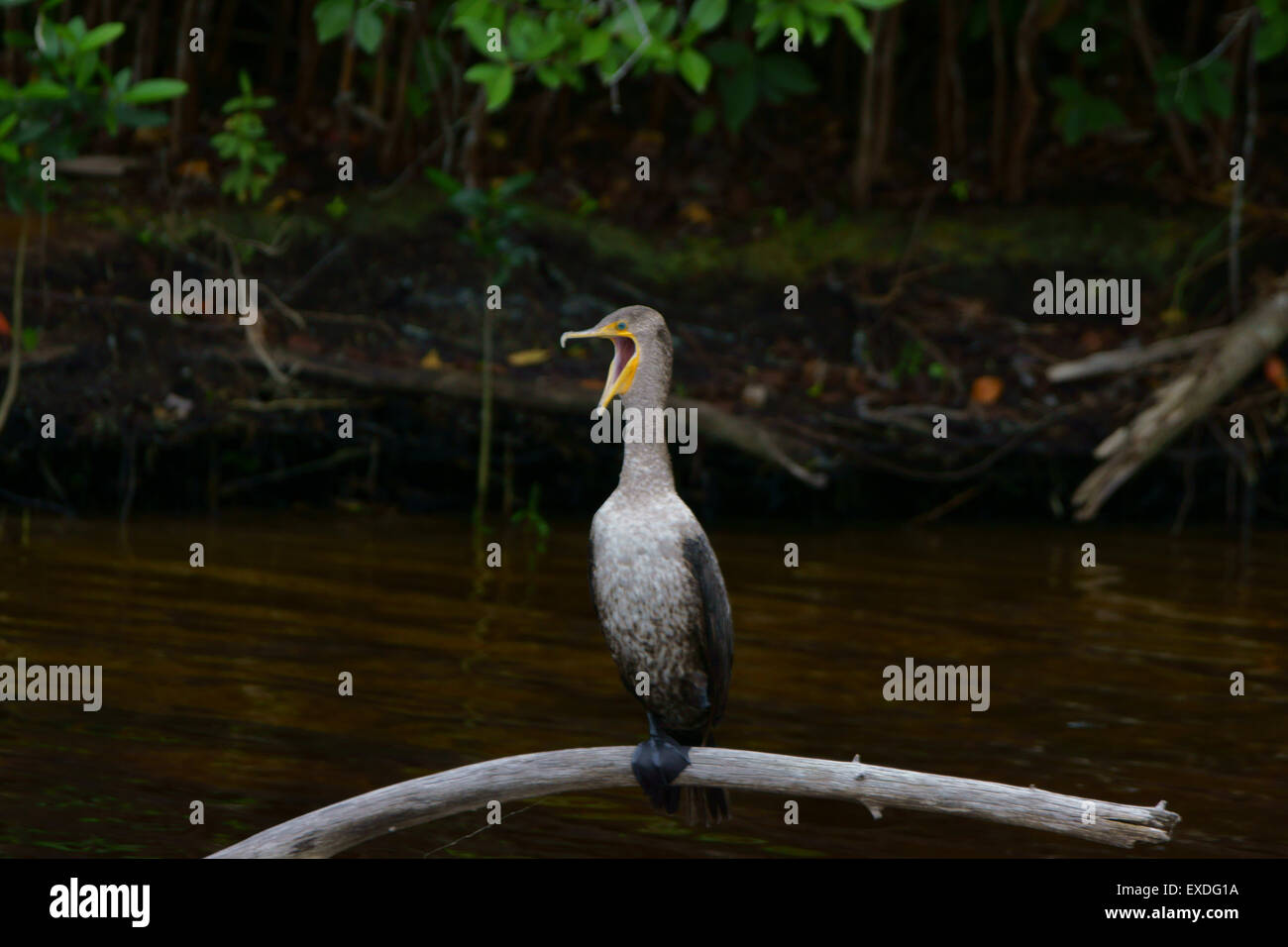 Florida bird at swamp area Stock Photo - Alamy