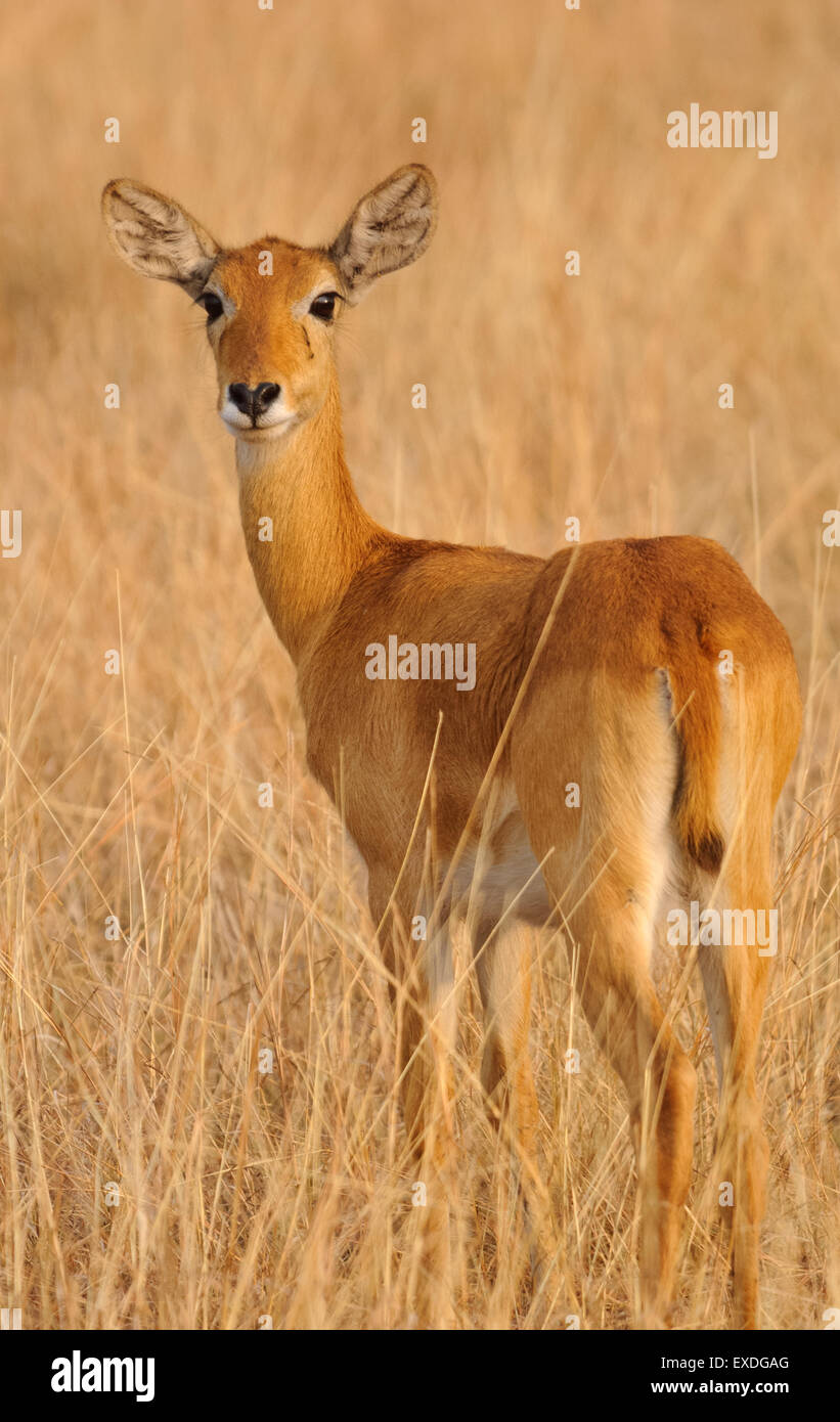 Queen Elizabeth National Park , Uganda. Female Impala looking back ...