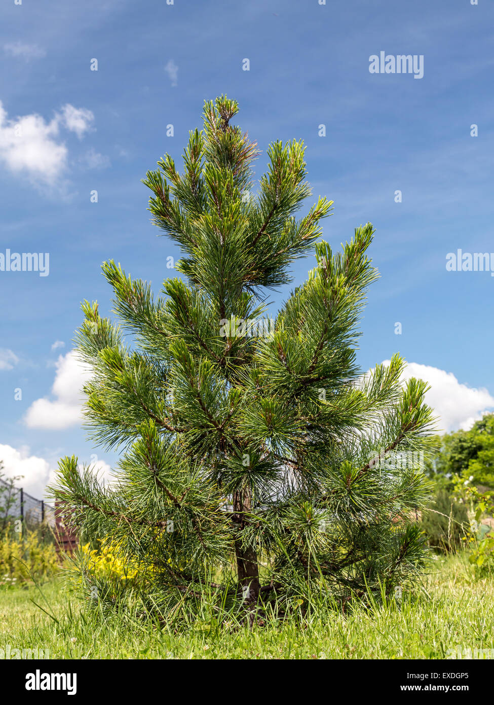 Scrub pine tree hi-res stock photography and images - Alamy