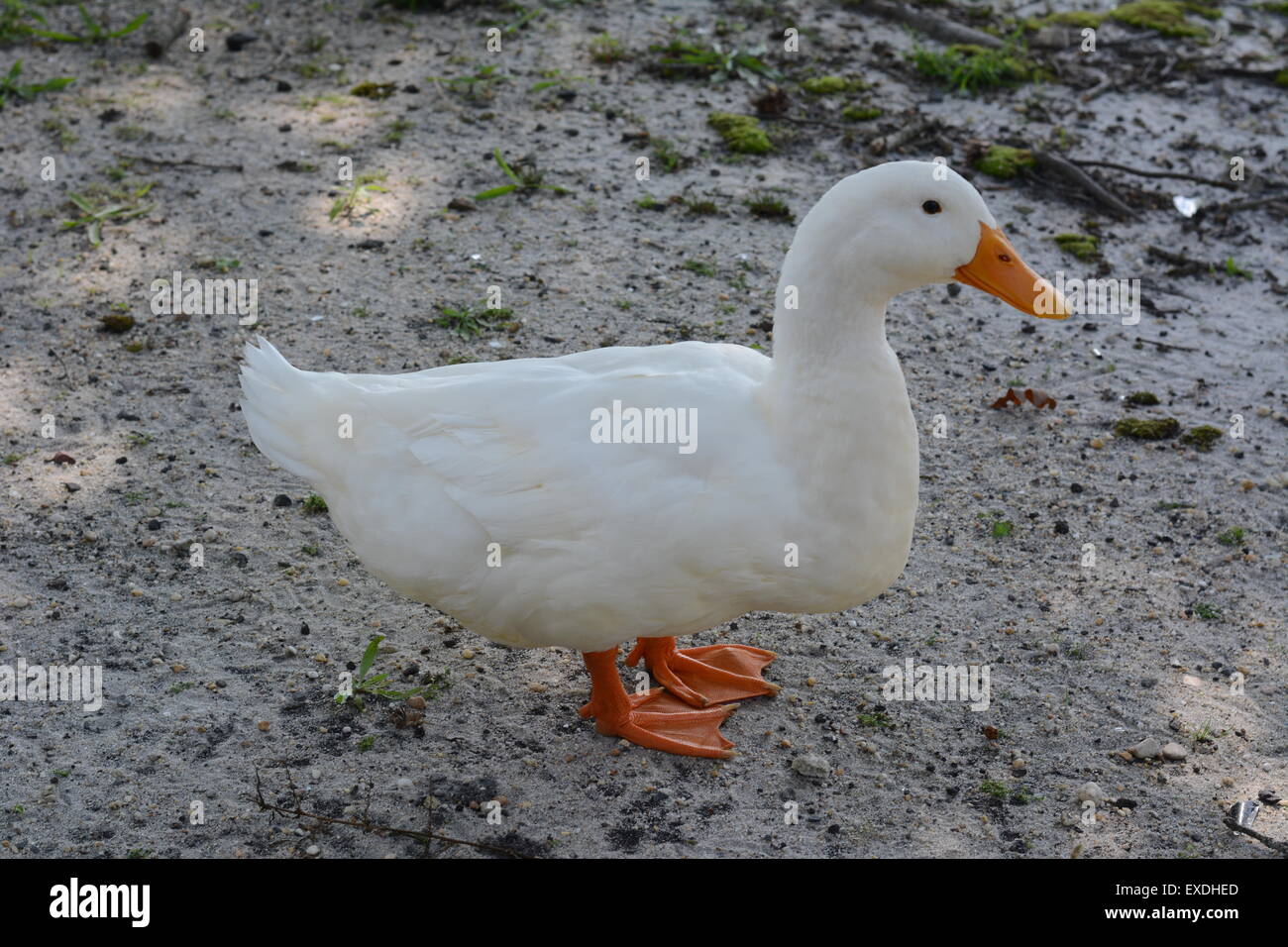 White Duck Feet High Resolution Stock Photography and Images - Alamy
