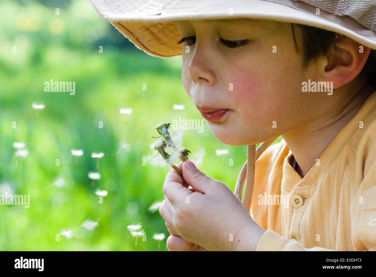 Caucasian child, boy, 5-6 year old, blowing seeds from dandelion. Close ...
