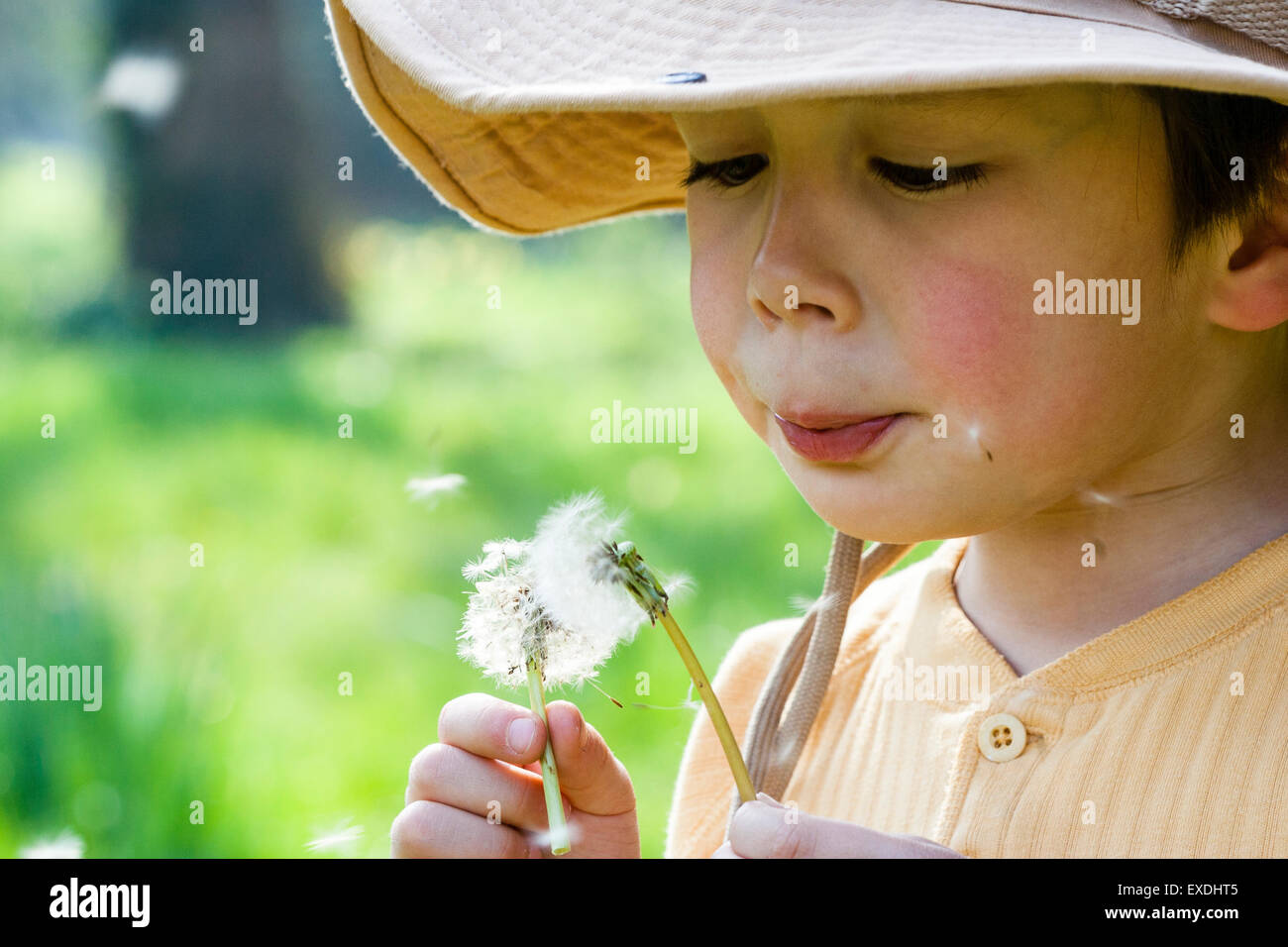Caucasian child, boy, 5-6 year old, blowing seeds from dandelion. Close ...