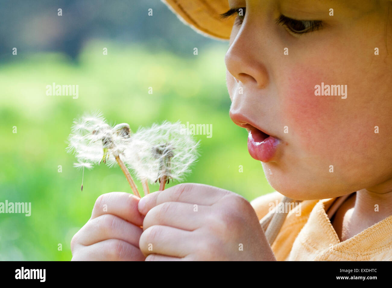 Caucasian child, boy, 5-6 year old, blowing seeds from dandelion. Close ...