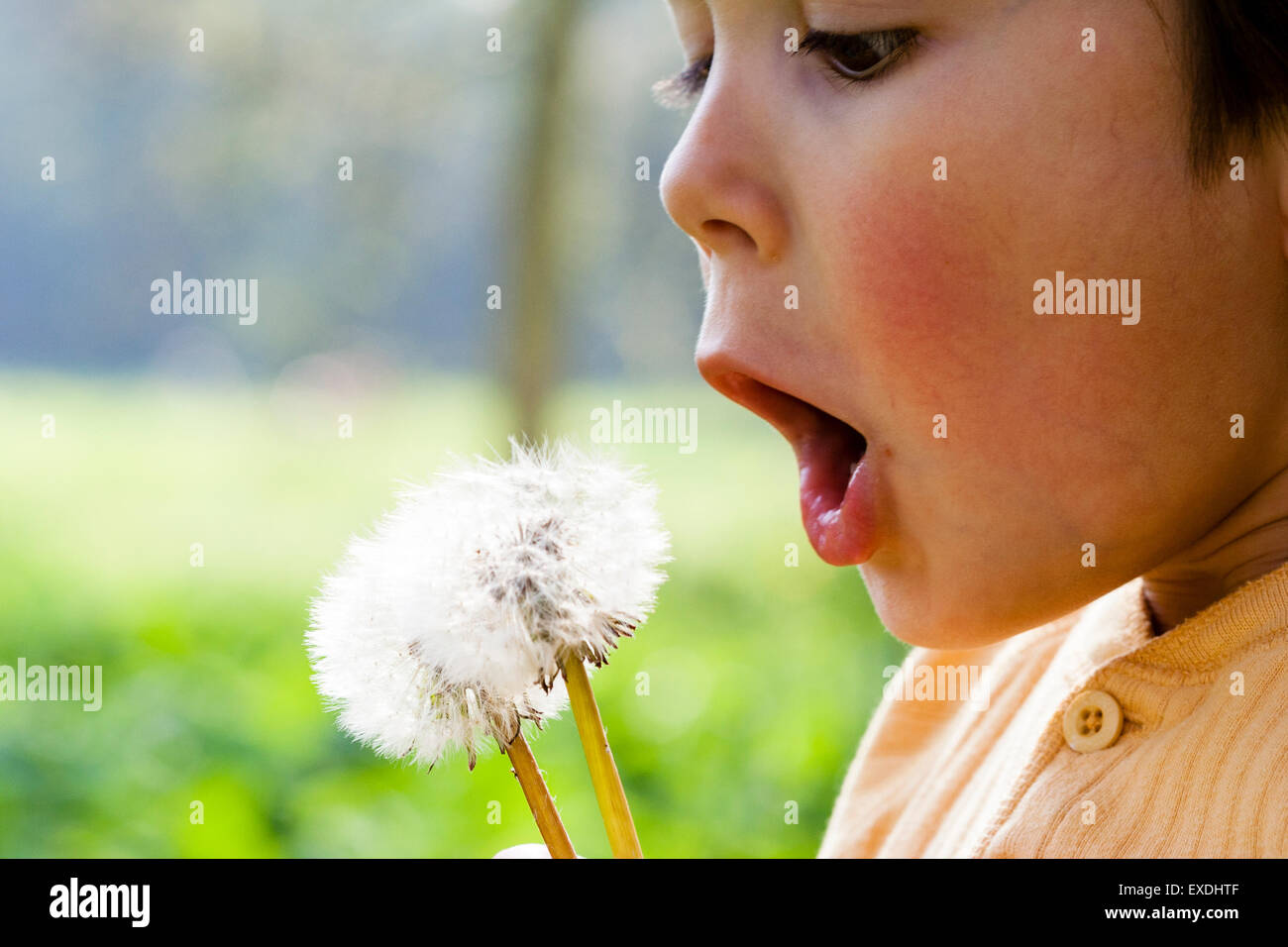 Caucasian child, boy, 5-6 year old, blowing seeds from dandelion. Close ...