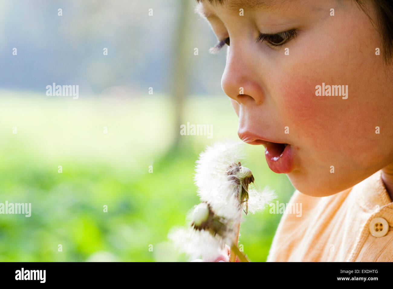 Caucasian child, boy, 5-6 year old, blowing seeds from dandelion. Close ...