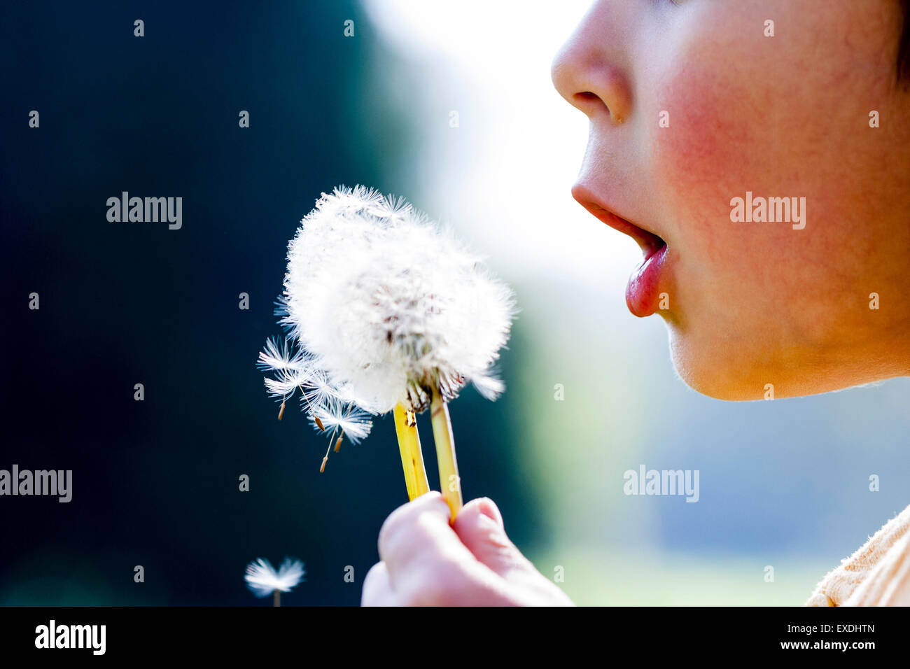Caucasian child, boy, 5-6 year old, blowing seeds from dandelion. Close ...