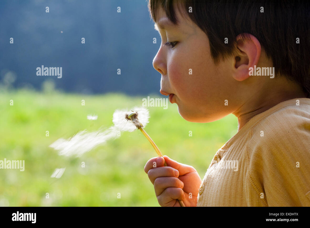 Caucasian child, boy, 5-6 year old, blowing seeds from dandelion. Close ...