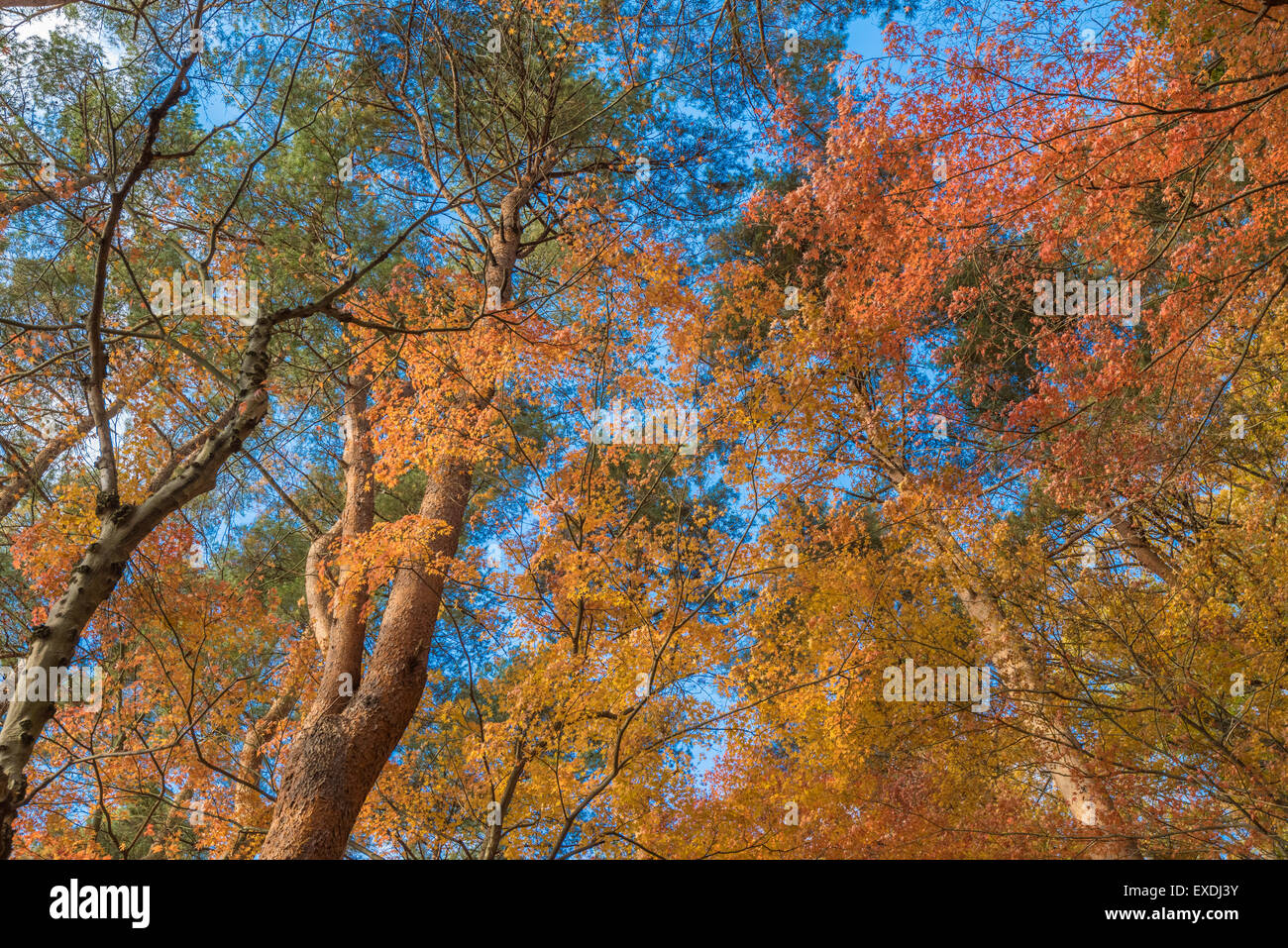 multi color trees in the autunm forest Stock Photo - Alamy