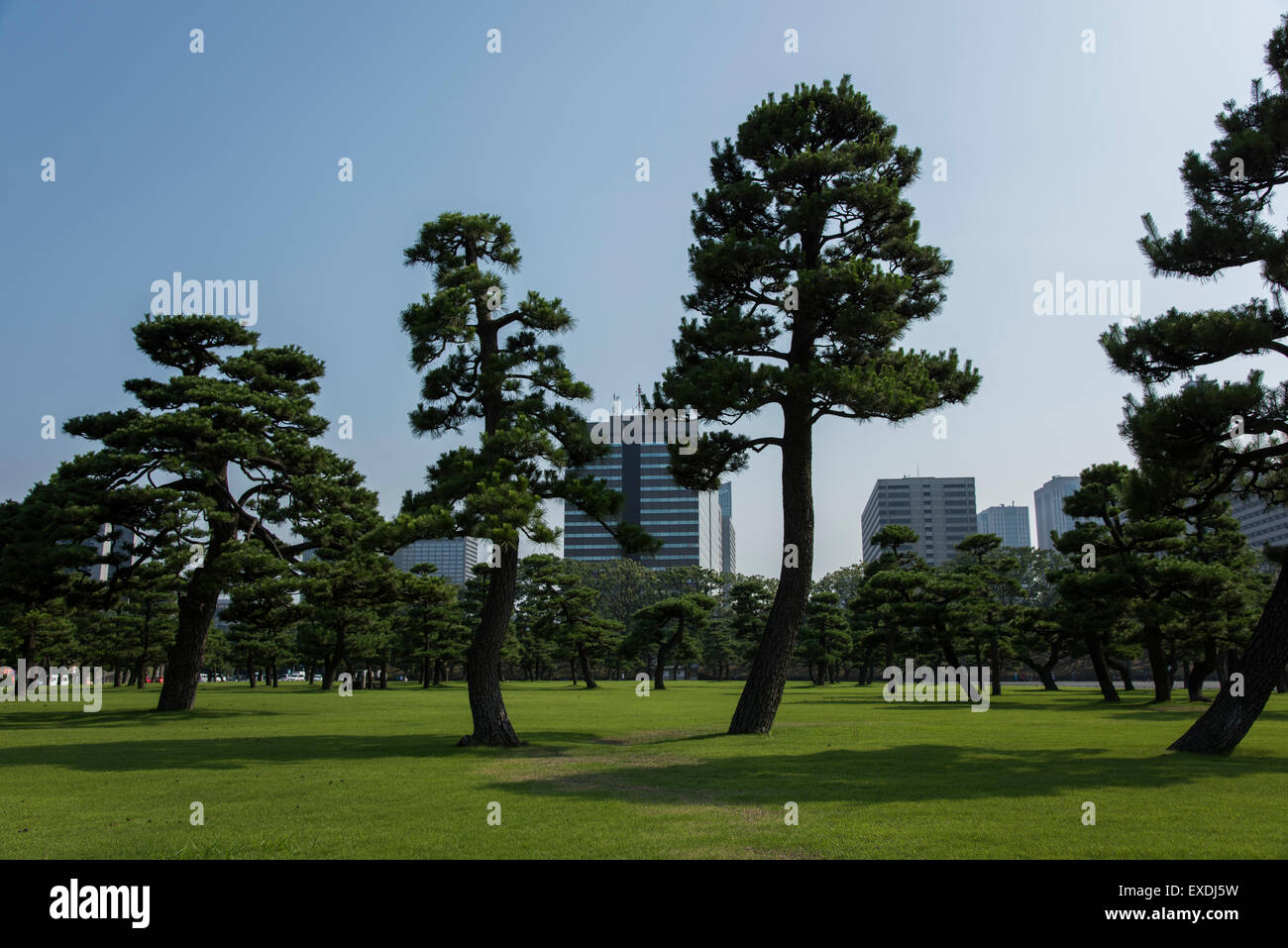 Pine trees,Tokyo Imperial Palace,Chiyoda-Ku,Tokyo,Japan Stock Photo - Alamy