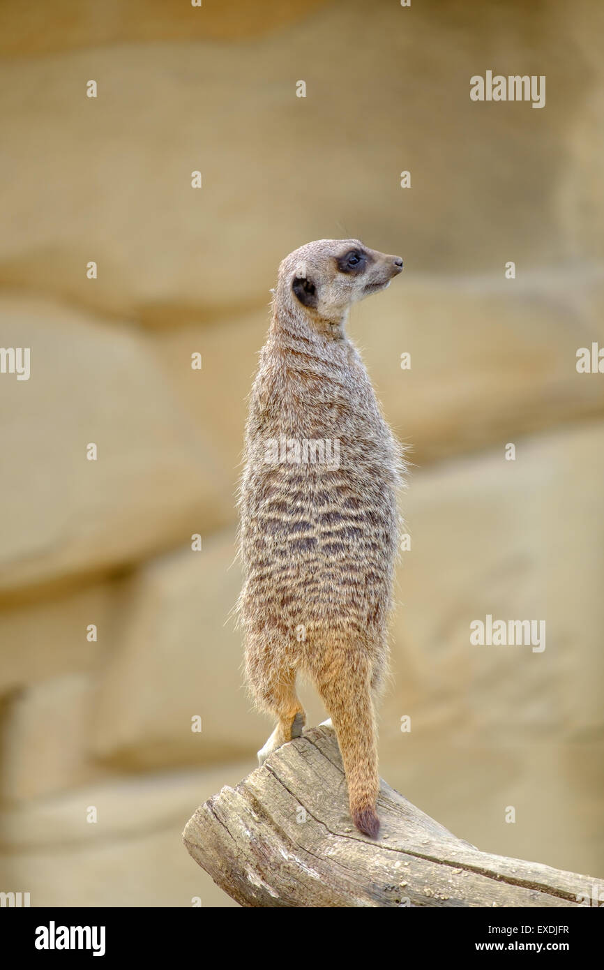 Meerkat Standing Upright Stock Photo - Alamy