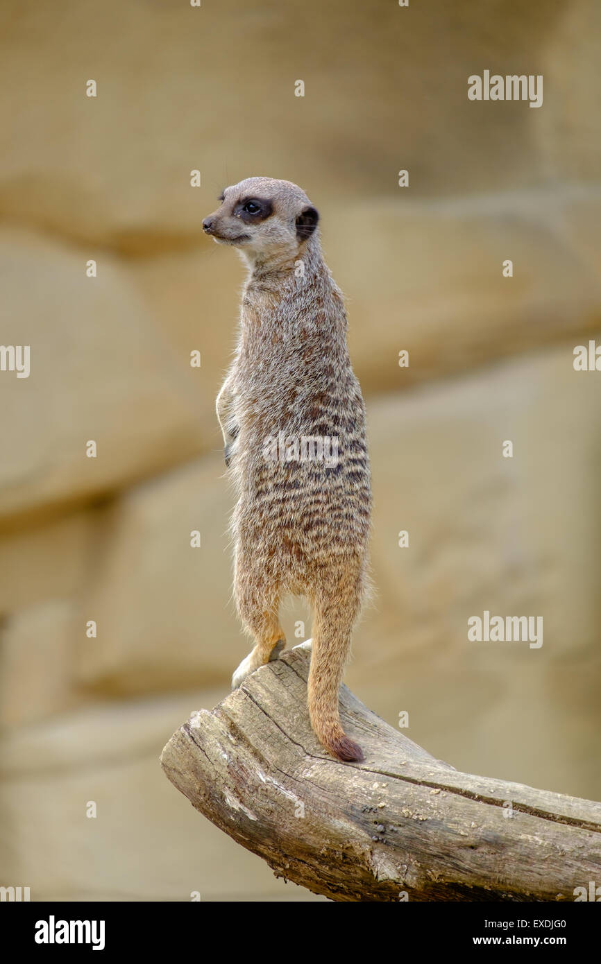 Meerkat Standing Upright Stock Photo - Alamy