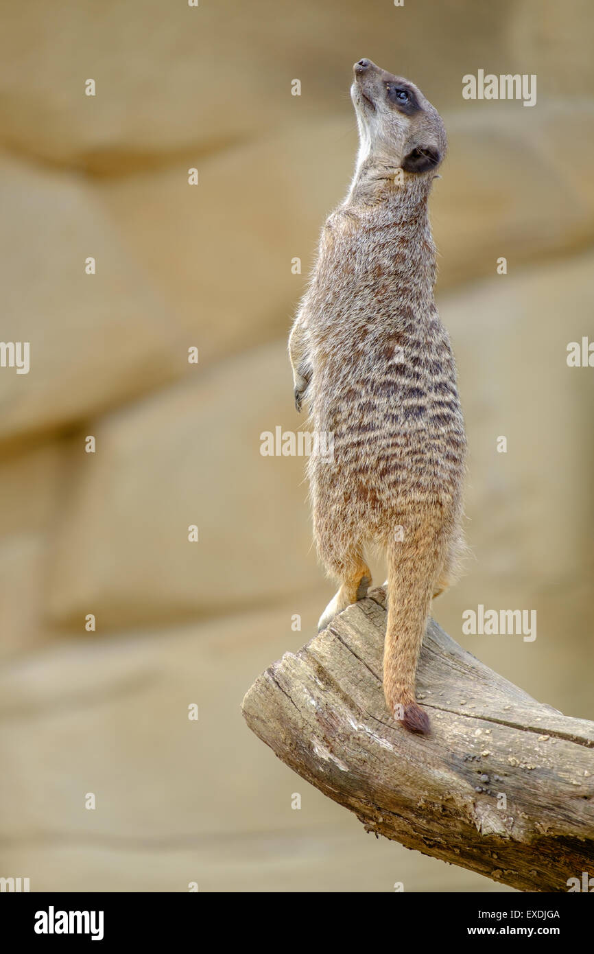 Cat standing upright hi-res stock photography and images - Alamy