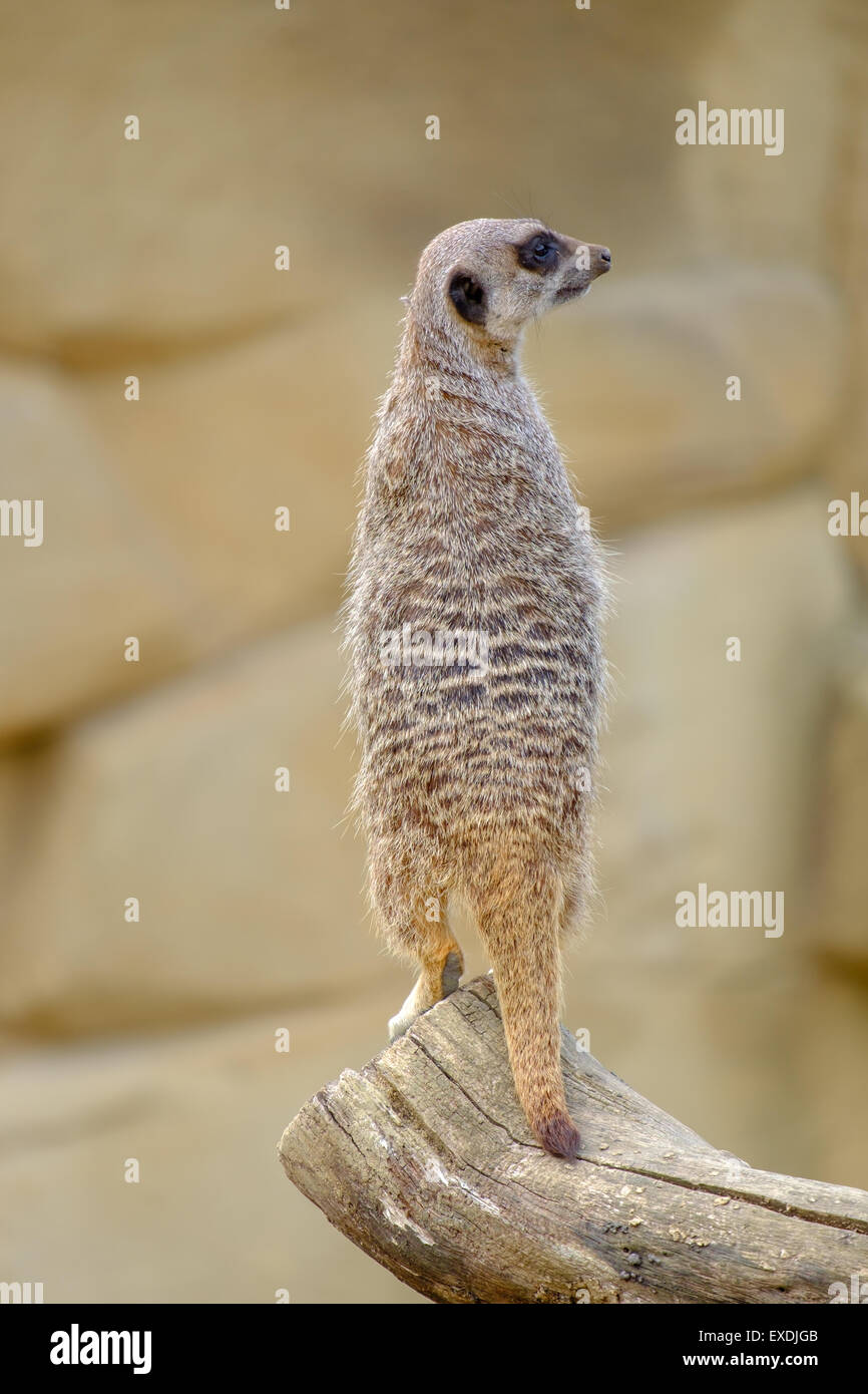 Meerkat Standing Upright Stock Photo - Alamy
