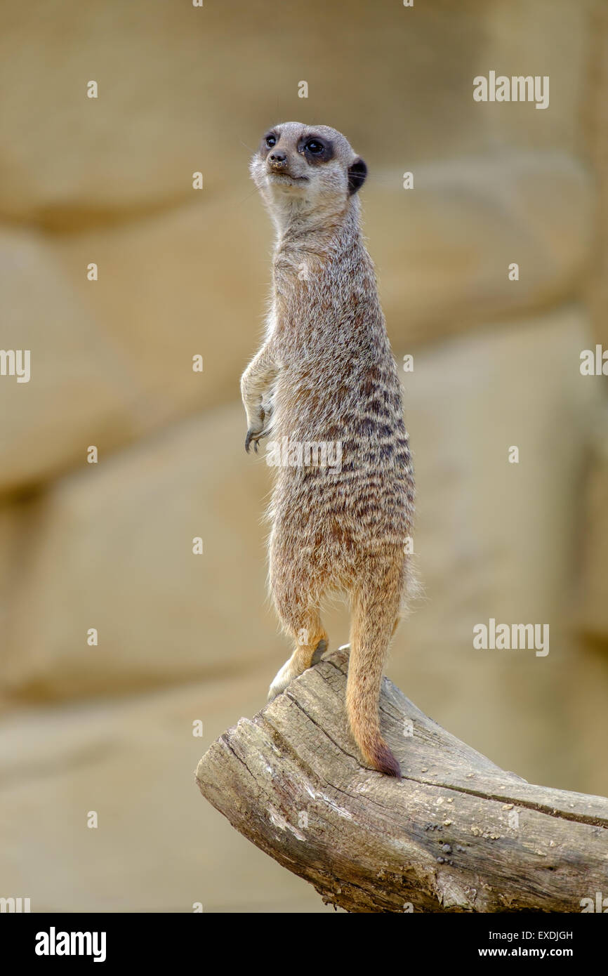 Meerkat Standing Upright Stock Photo - Alamy