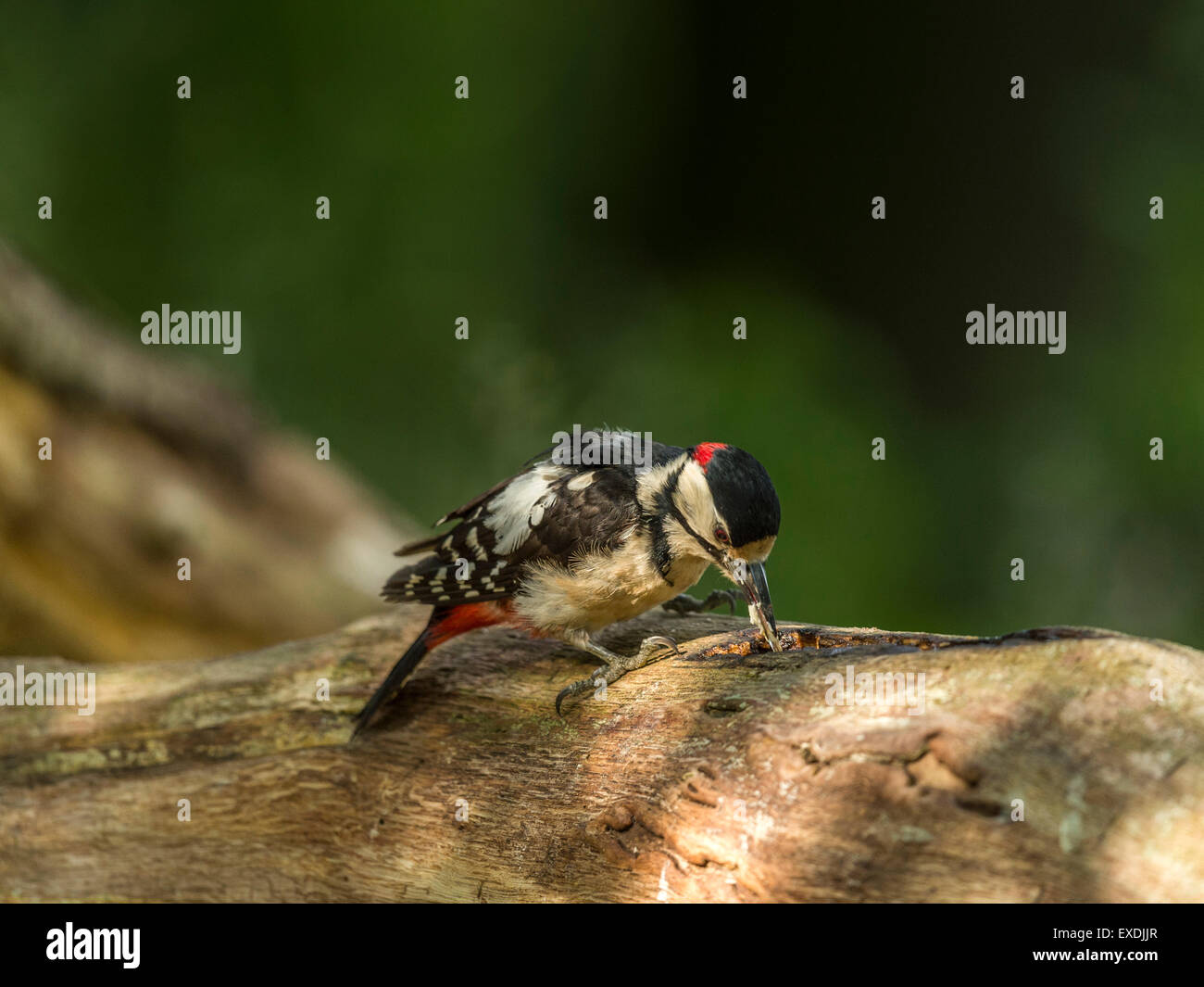 Side view of woodpecker in tree hi-res stock photography and images - Alamy