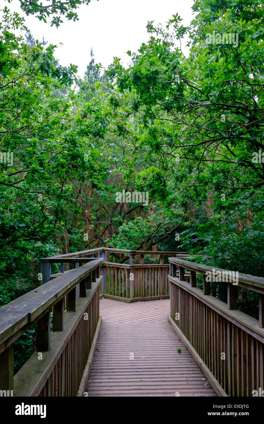 Salcey Forest Northampton Treetops Walk Stock Photo - Alamy