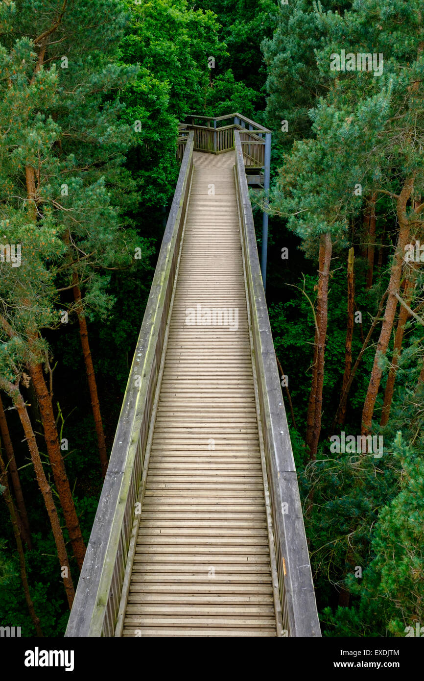 Salcey Forest Northampton Treetops Walk Stock Photo - Alamy