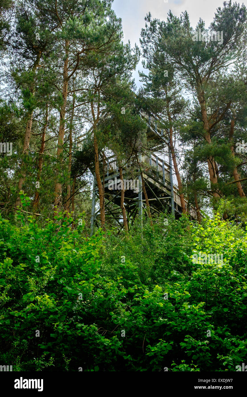 Salcey Forest Northampton Treetops Walk Stock Photo - Alamy