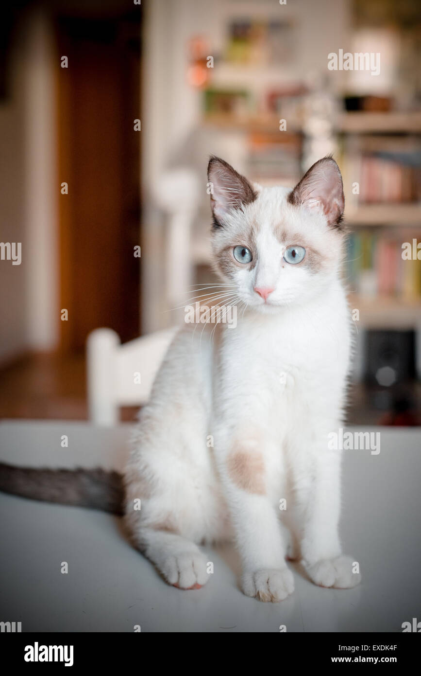 cat on the table at home Stock Photo - Alamy