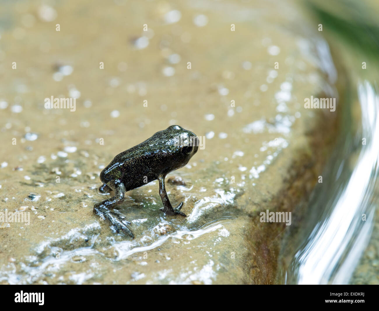 Bufo bufo. Tiny toadlet just leaving water, still wet. First steps on ...