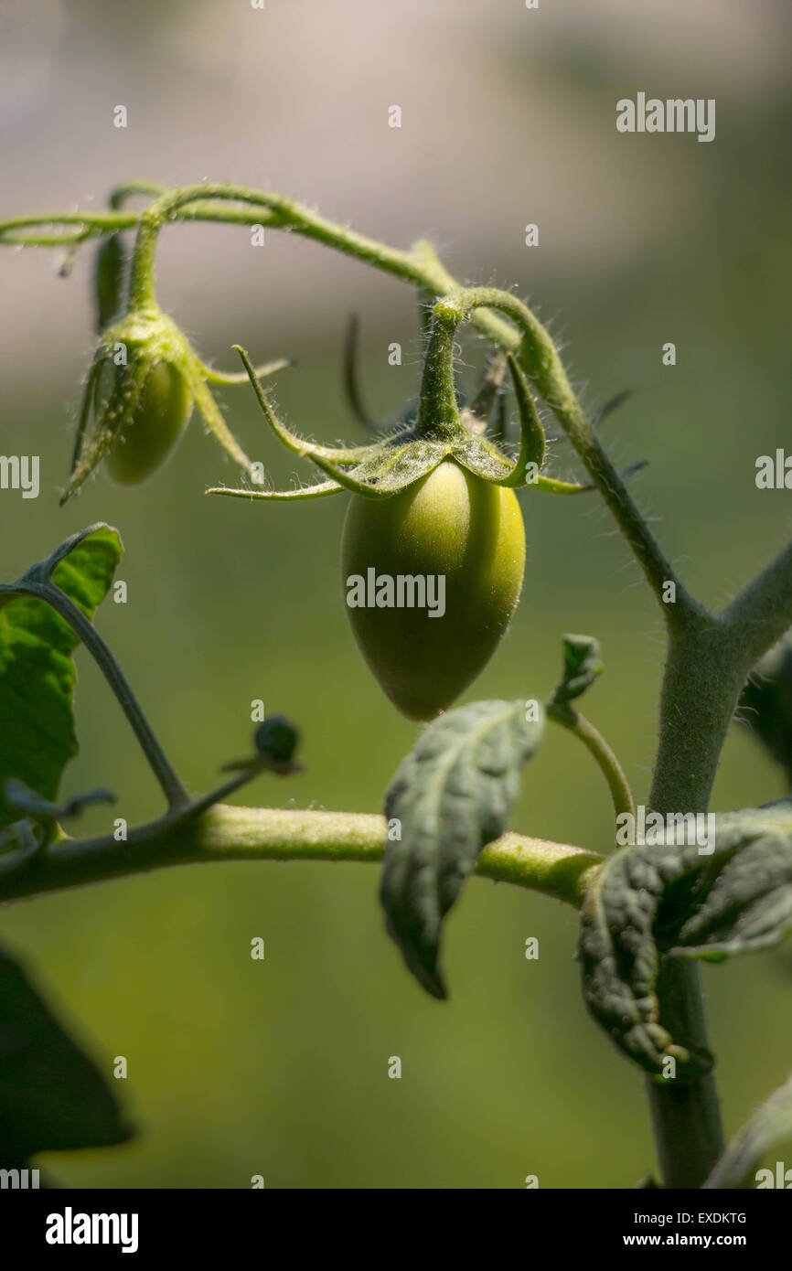 Tomato 'roma' vine hi-res stock photography and images - Alamy