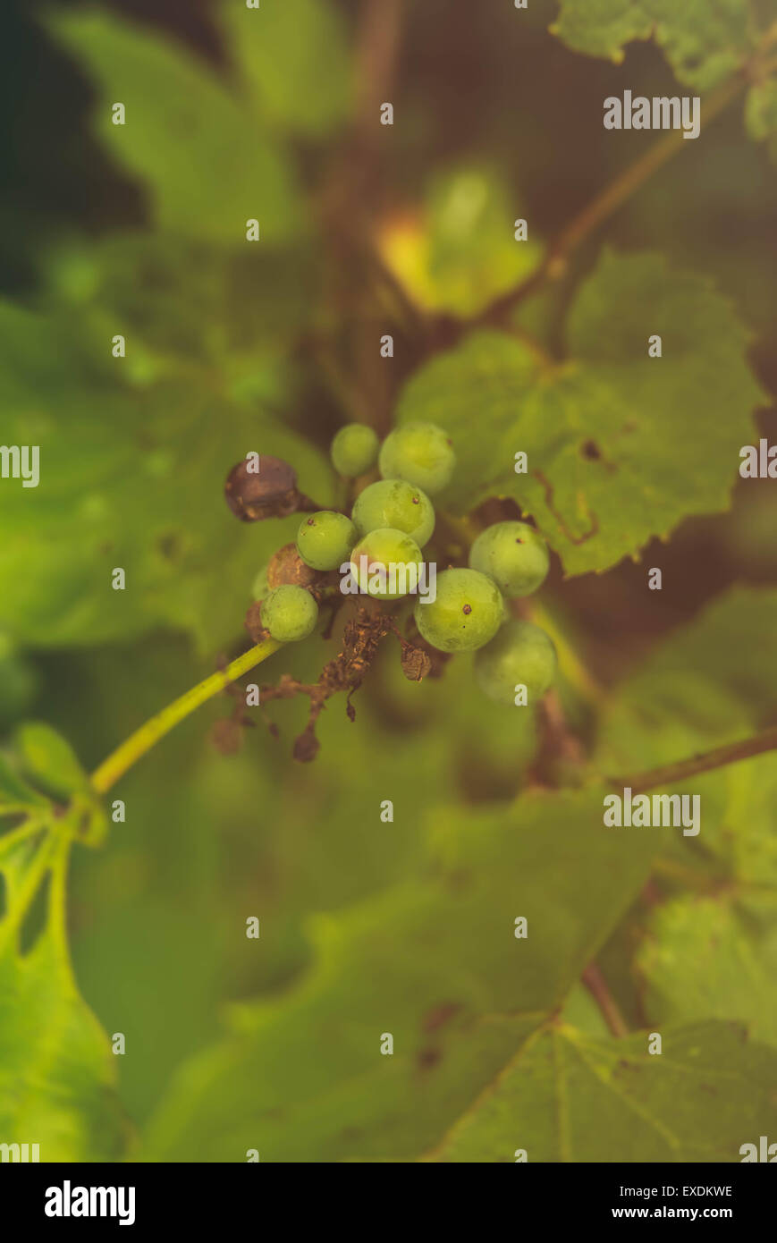 Frost grape hi-res stock photography and images - Alamy