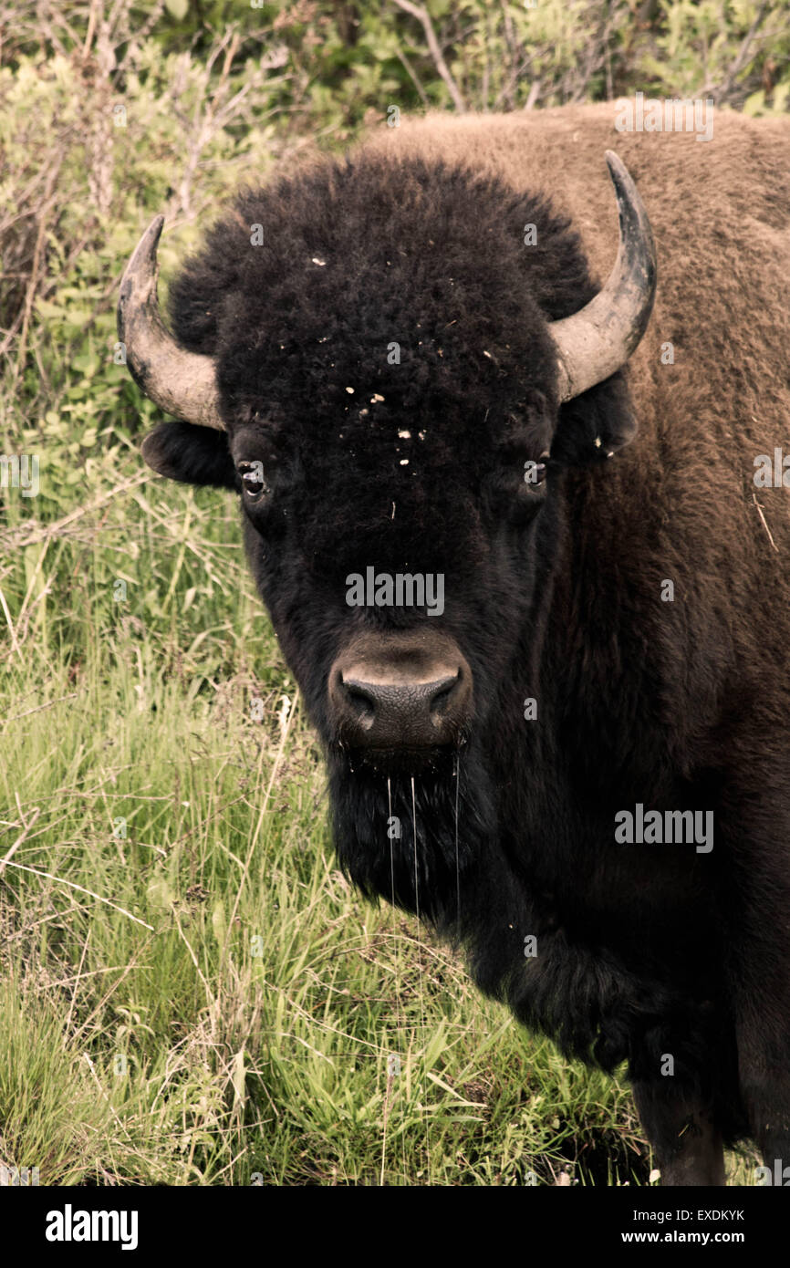 National bison range hi-res stock photography and images - Alamy