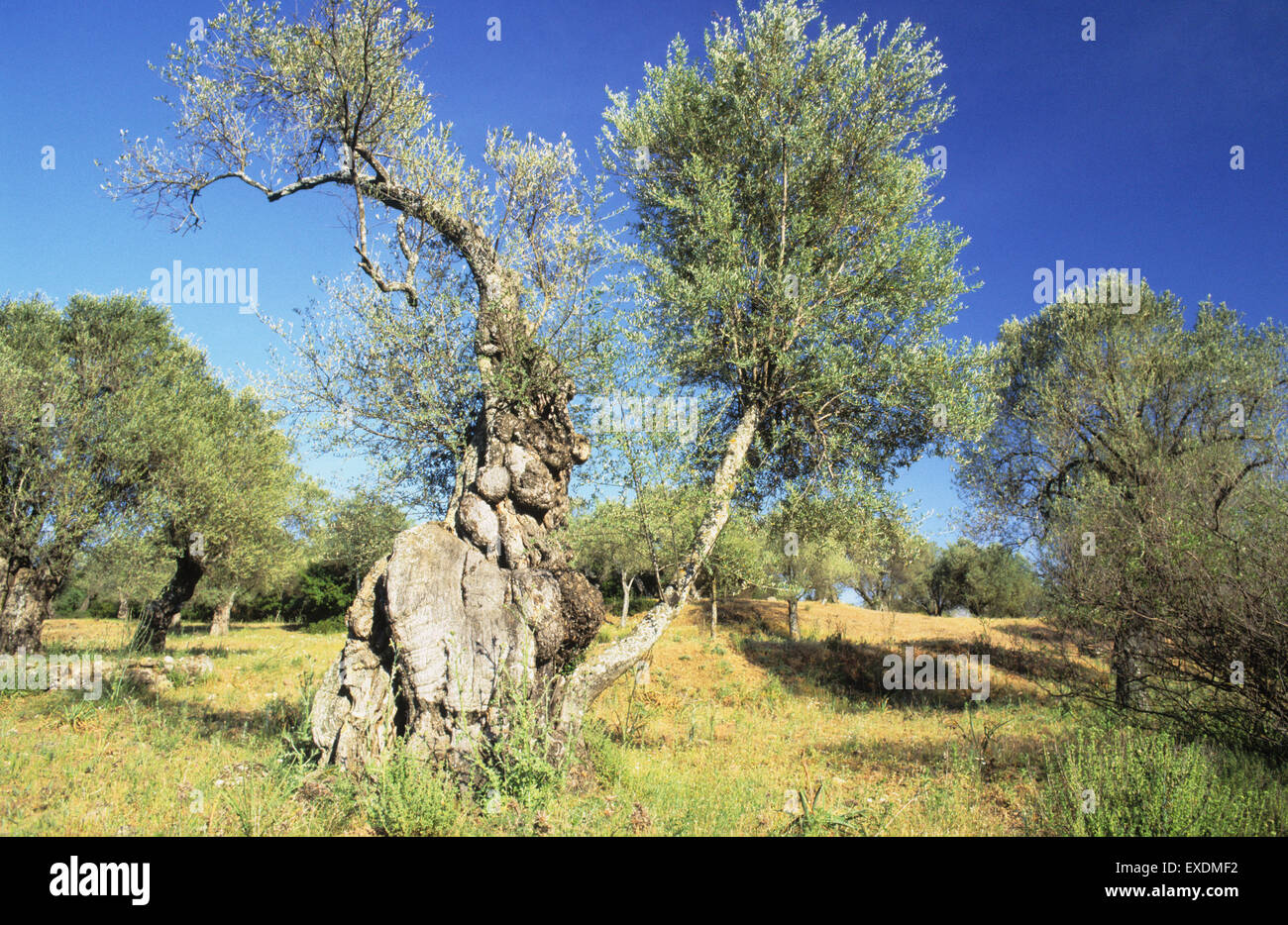 Olive Grove with ancient olive tree Lesvos Greece Stock Photo - Alamy