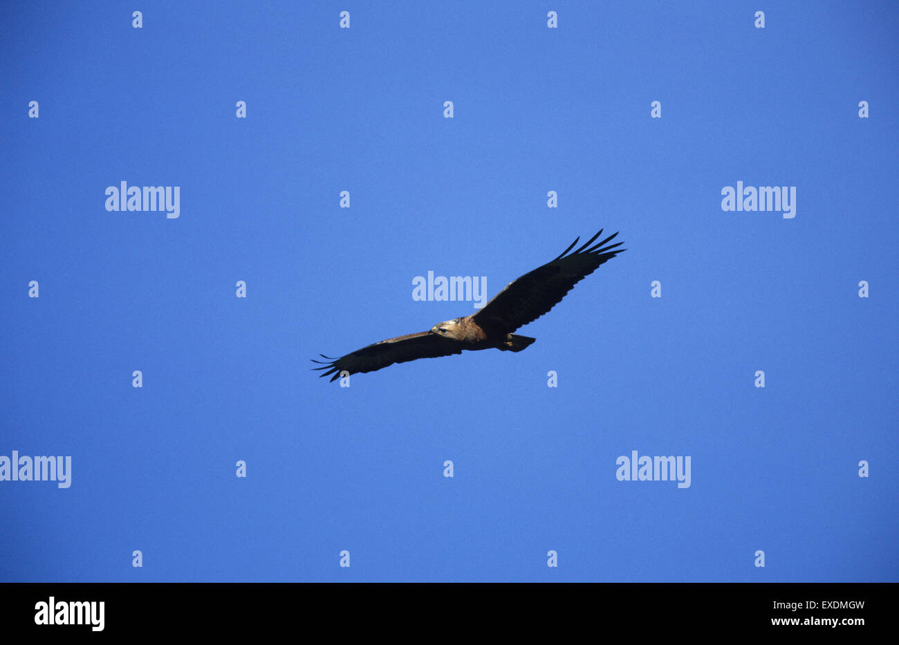 Long-legged Buzzard (Buteo rufinus) adult in flight Potamia Valley ...