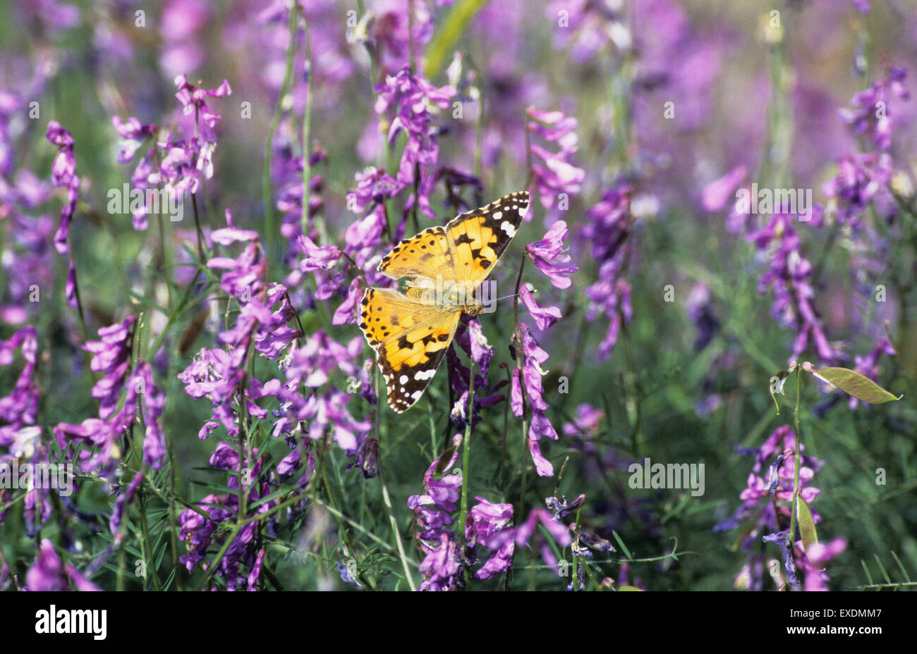 Painted Lady (Vanessa cardui) Lesvos Greece Stock Photo - Alamy