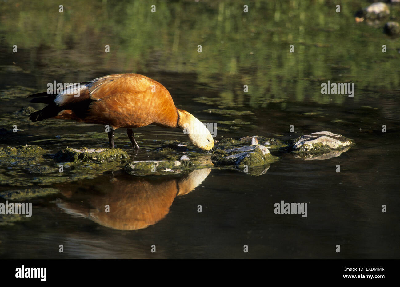 Potamia river hi-res stock photography and images - Alamy