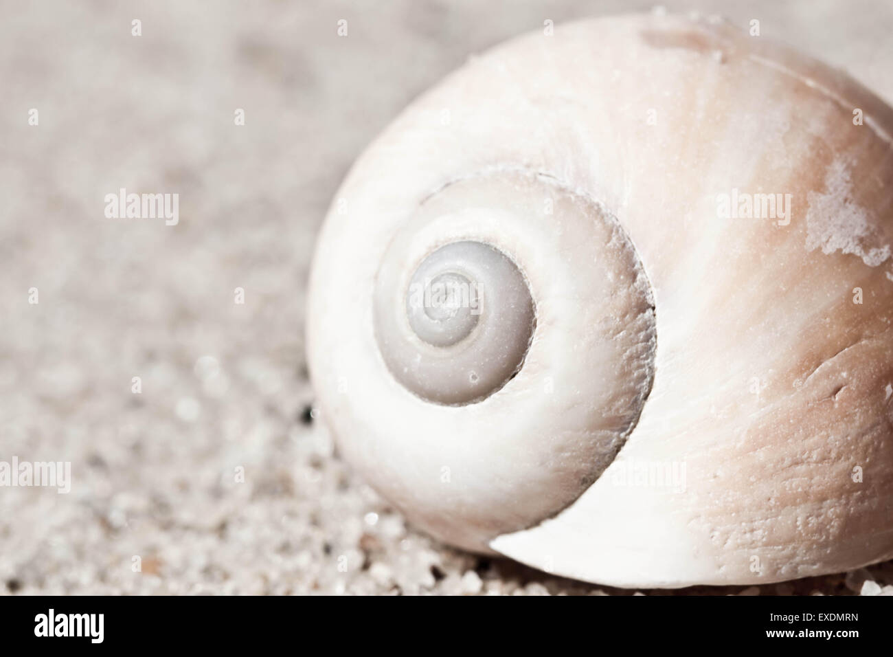 Shark Eye Shell, MIacomet Beach, Nantucket, MA Stock Photo - Alamy