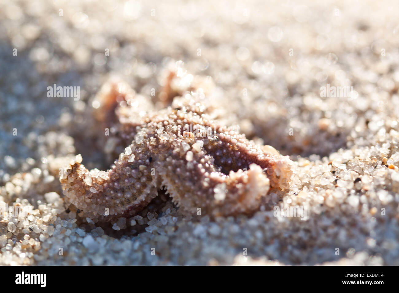 Starfish point beach hi-res stock photography and images - Alamy