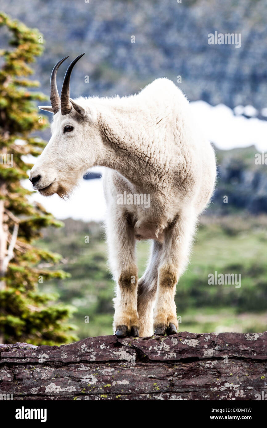 Mountain Goat (Oreamnos americanus), Logan's Pass, Glacier National ...
