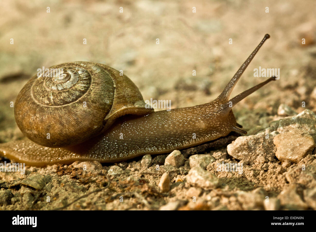Snail, Highbanks Metro Park, Ohio Stock Photo - Alamy
