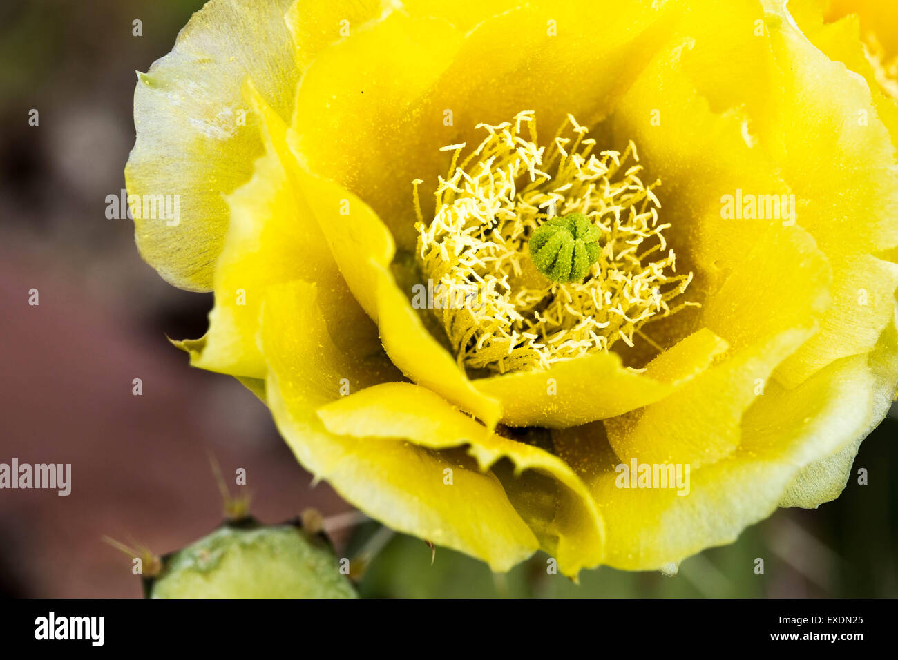 Yellow Cactus Flower, Zion National Park Stock Photo - Alamy