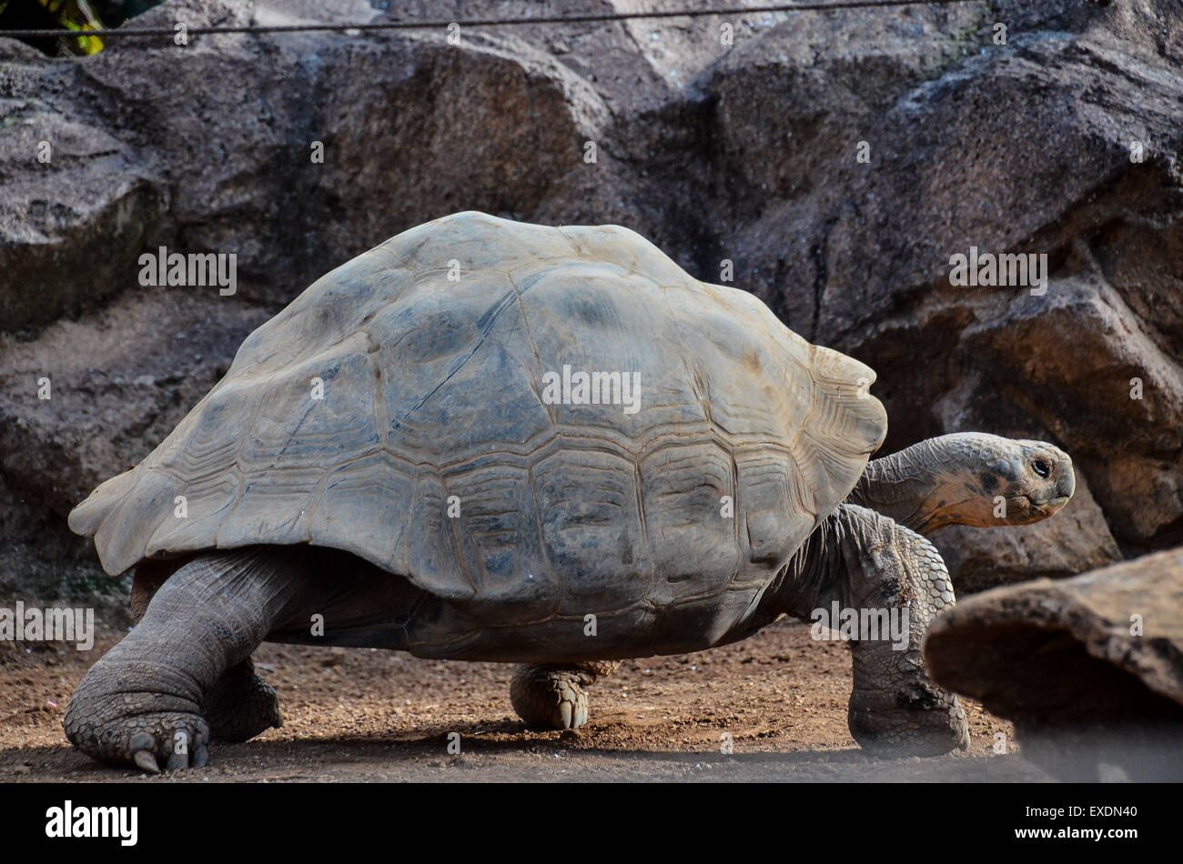 Galapgos nature hi-res stock photography and images - Alamy