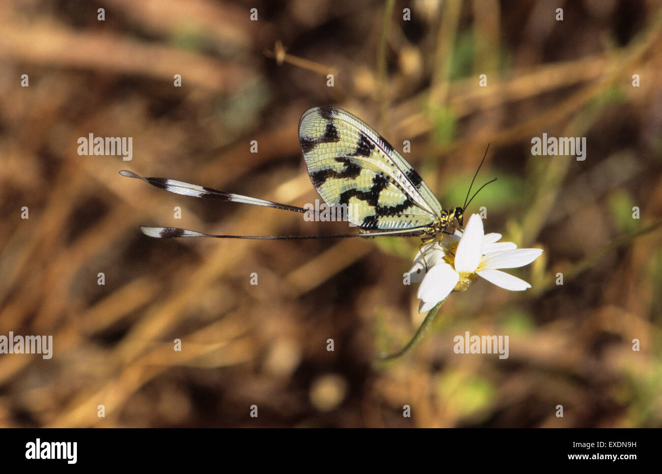 Nemoptera sinuata nemoptera sinuata hi-res stock photography and images ...