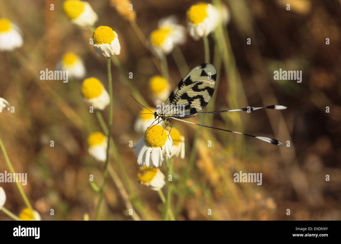 Nemoptera sinuata nemoptera sinuata hi-res stock photography and images ...