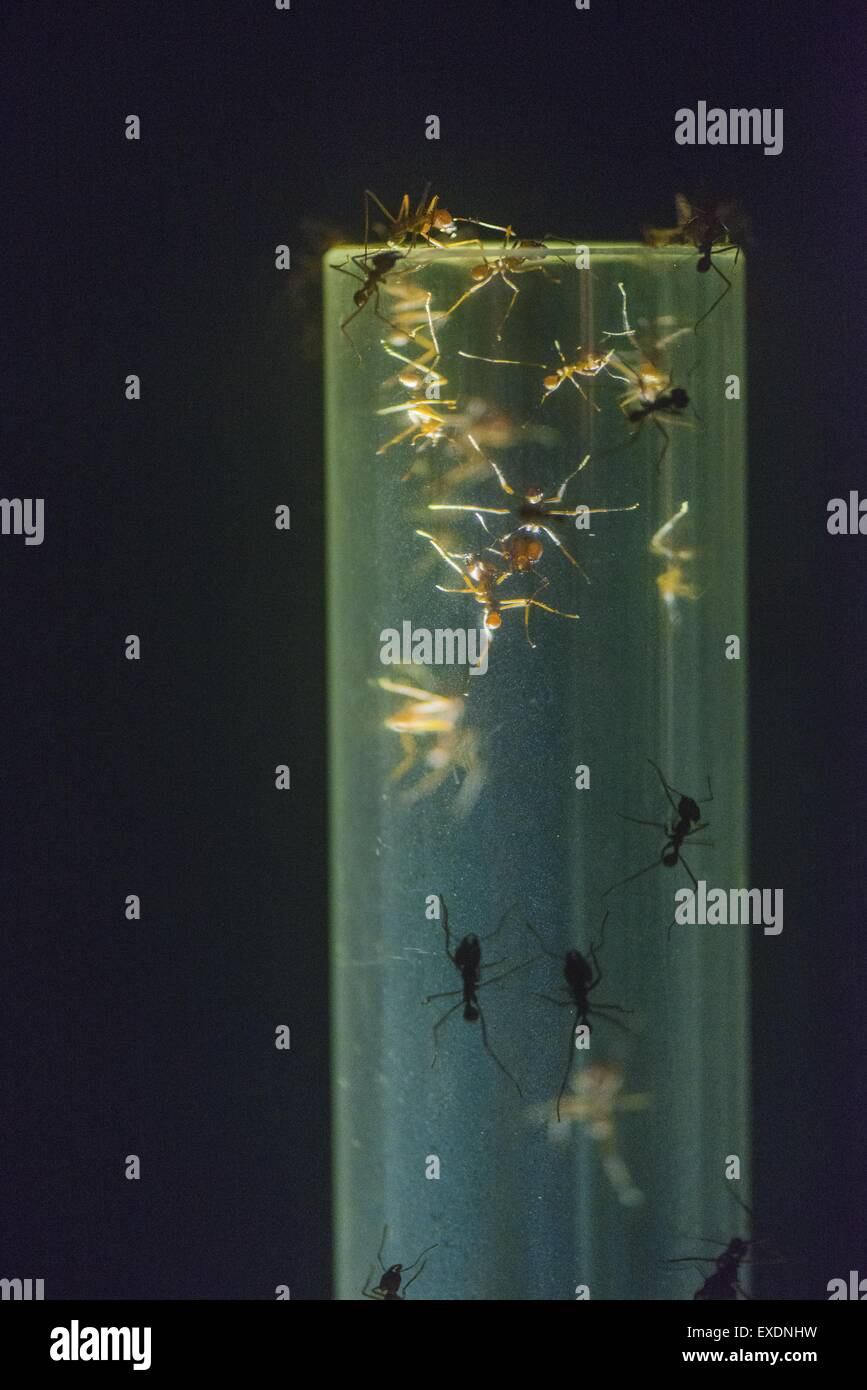 Austria, Vienna, Zoo Schoenbrunn, Tiergarten, ants Stock Photo - Alamy