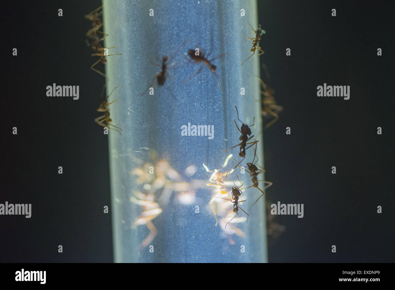 Austria, Vienna, Zoo Schoenbrunn, Tiergarten, ants Stock Photo - Alamy