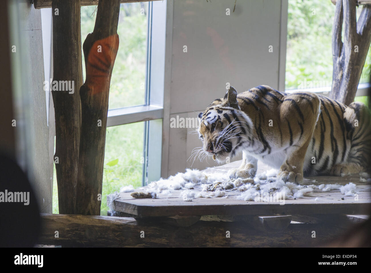 Tiger vienna zoo hi-res stock photography and images - Alamy
